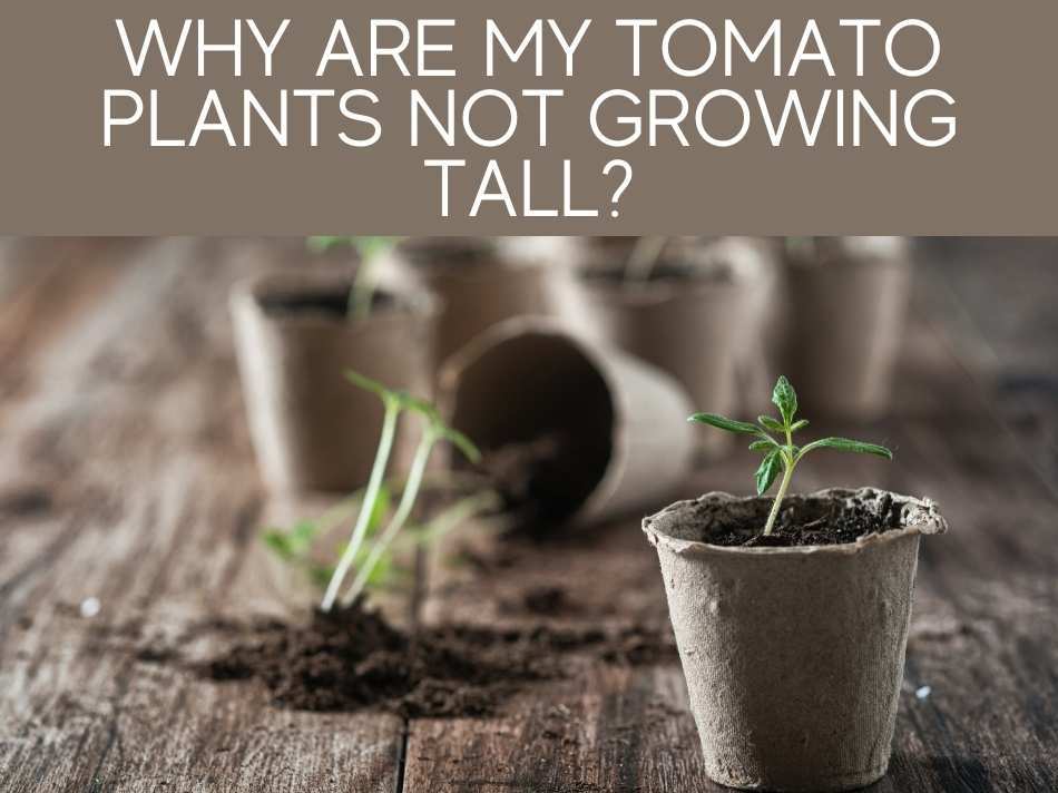 Why Are My Tomato Seedlings Not Growing Greenhouse Today